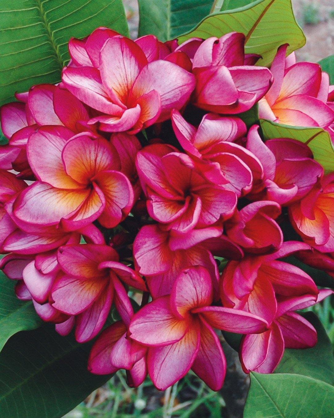 Plumeria "Tbred Tracy" rosa (Frangipani, Pomelia) Pianta Tropicale in ...